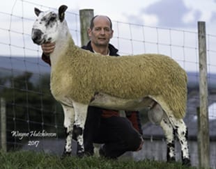 Hawes Ram & Female Sale | Bluefaced Leicester Sheep Breeders' Association