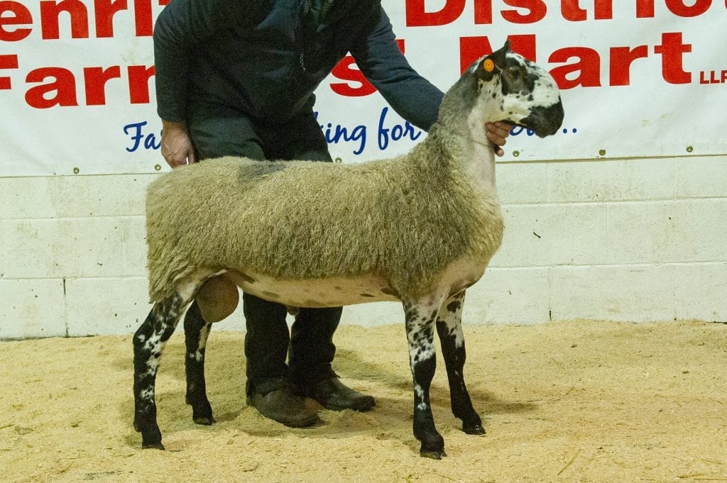 Penrith Ram Sale | Bluefaced Leicester Sheep Breeders' Association