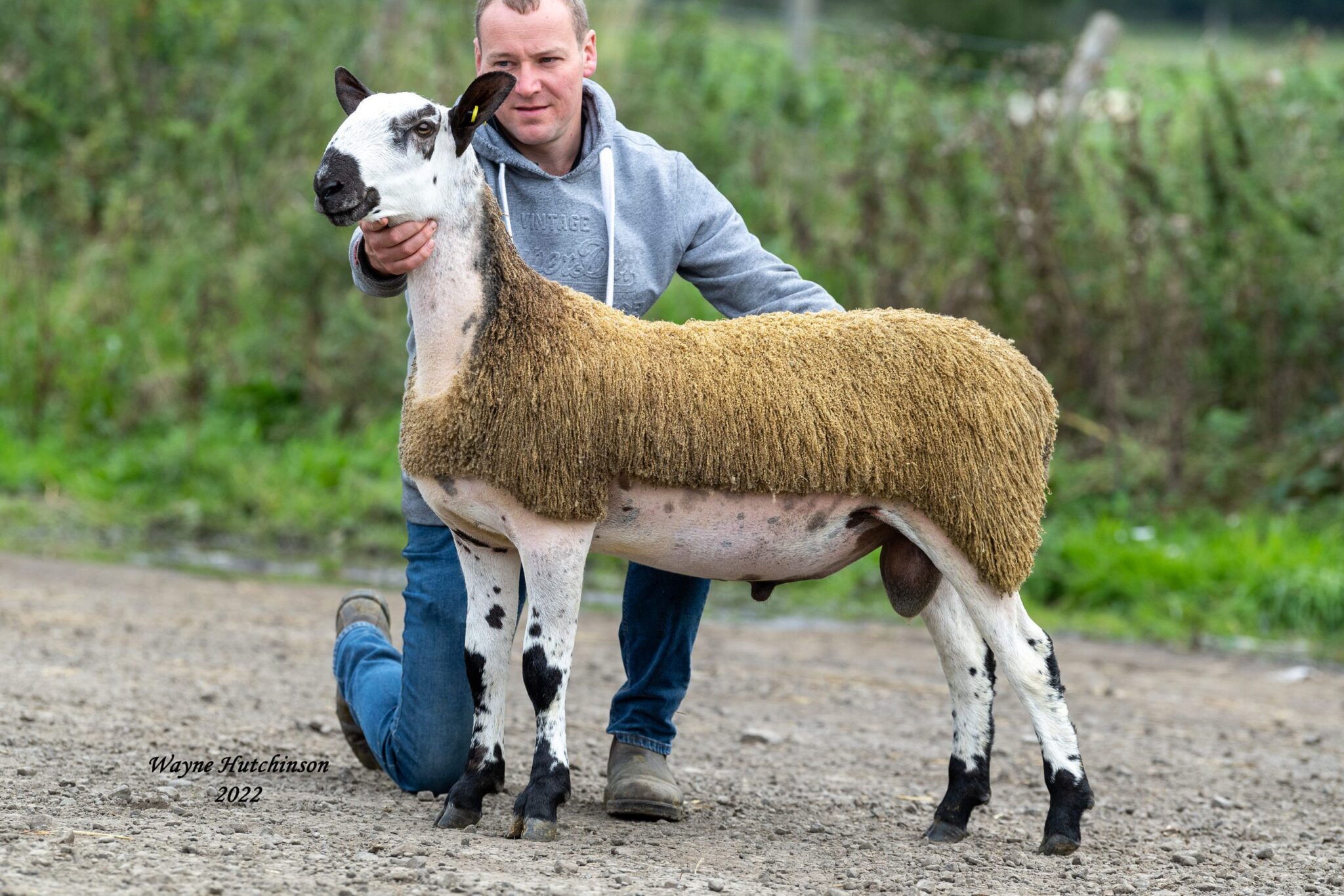 Ballymena 2022 | Bluefaced Leicester Sheep Breeders' Association