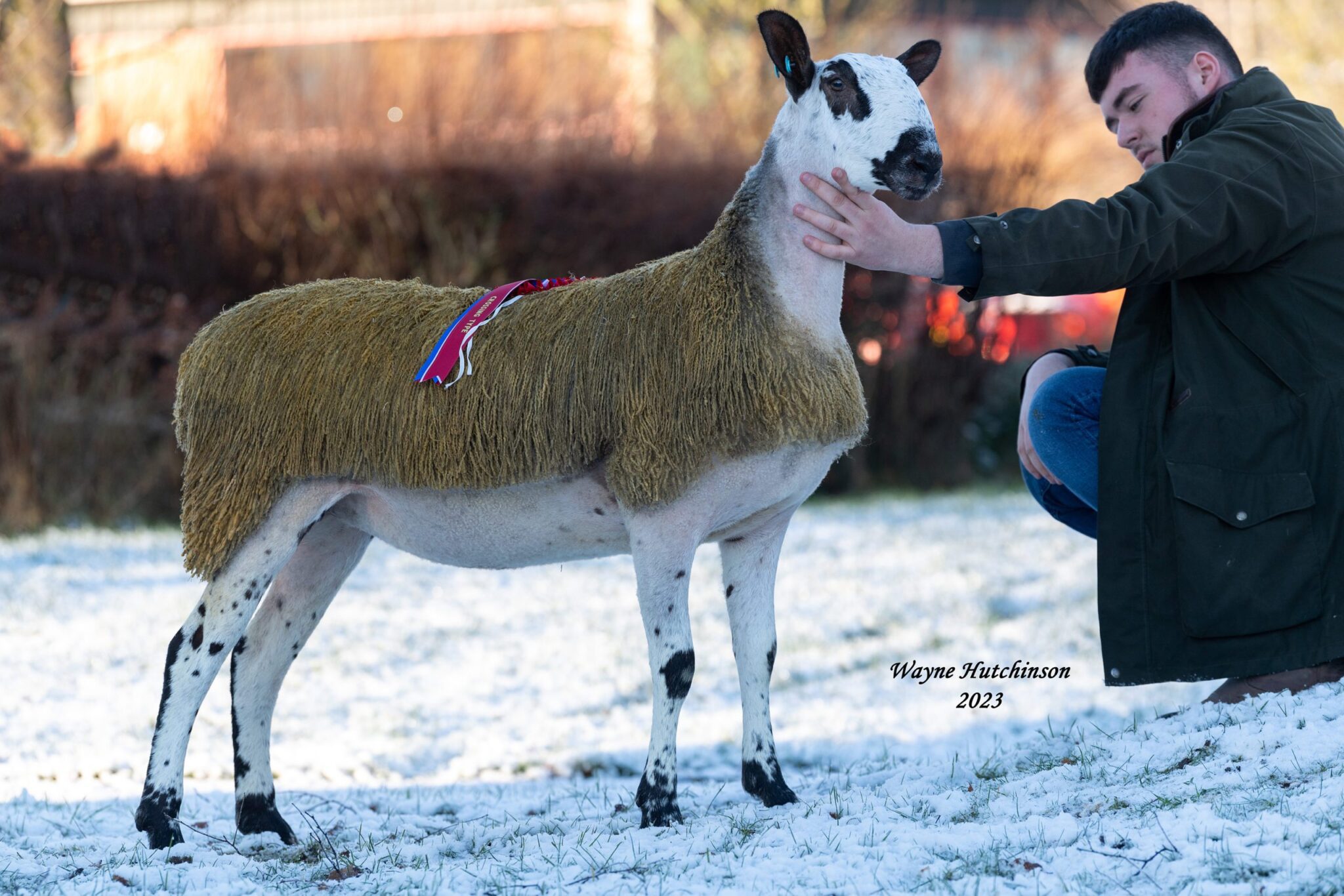 Current Sales | Bluefaced Leicester Sheep Breeders' Association
