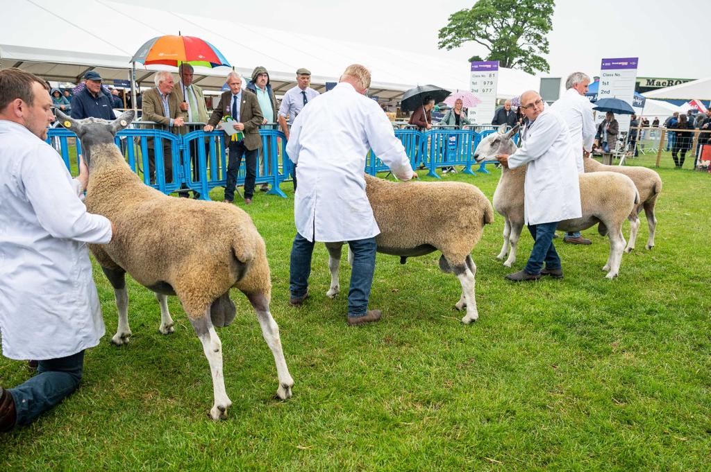 Royal Highland Show 2023 Traditional Bluefaced Leicester Sheep Royal Highland Show 2023 Traditional Bluefaced Leicester Sheep